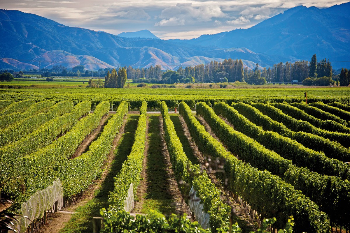 New Zealand Wine Trail Napier DERTOUR Rundreisen